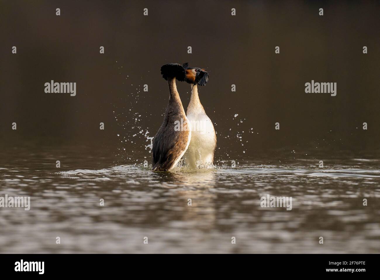 Great crested grebes (Podiceps cristatus) pair performing part of the ...