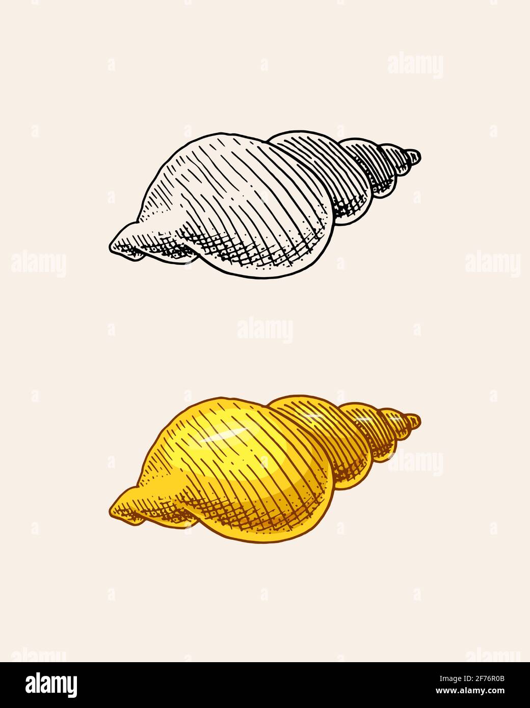 Sea shell or mollusca different forms. Engraved hand drawn in old ...