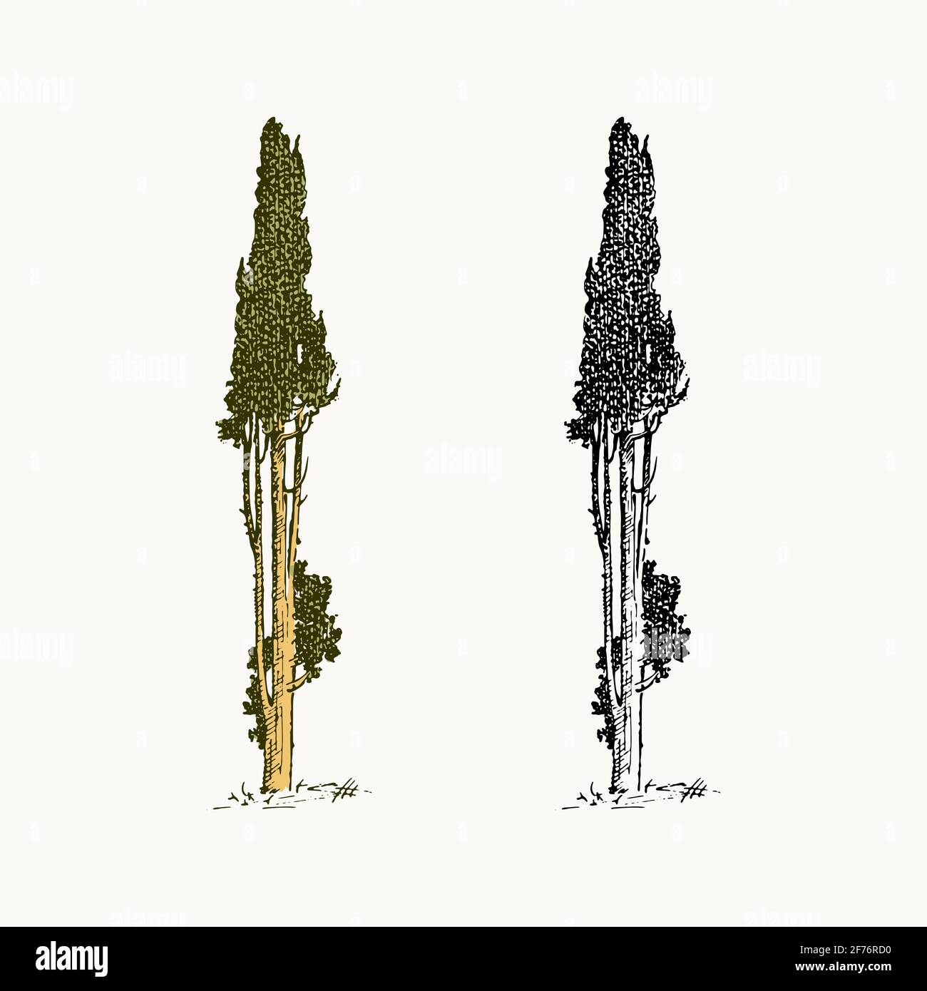 Cypress tree in vintage style. The national symbol of Greece. Hand ...