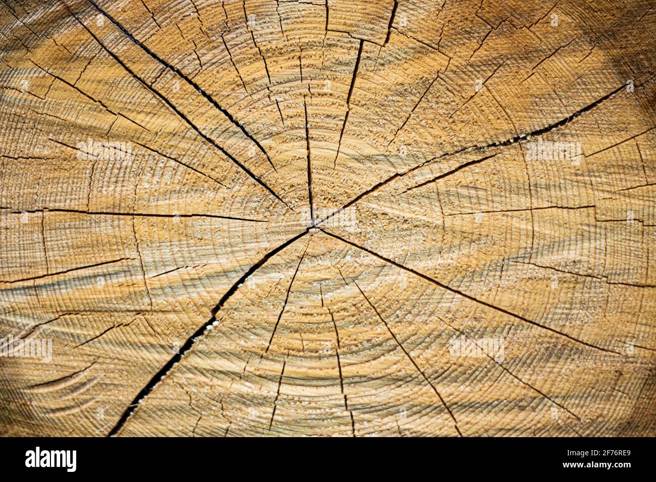 Cut a tree. Withered log. Freshly sawn spruce. Cracks in the cut log. A ...