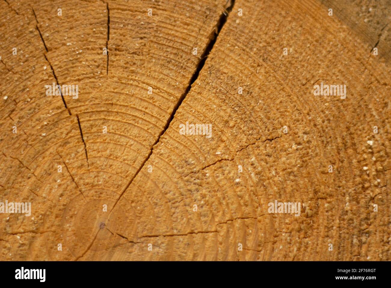 Cut a tree. Withered log. Freshly sawn spruce. Cracks in the cut log. A ...