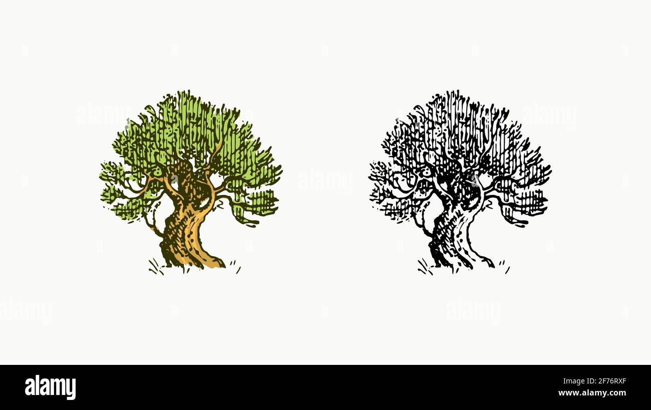 Olive tree in vintage style. The national symbol of Greece. Hand drawn ...