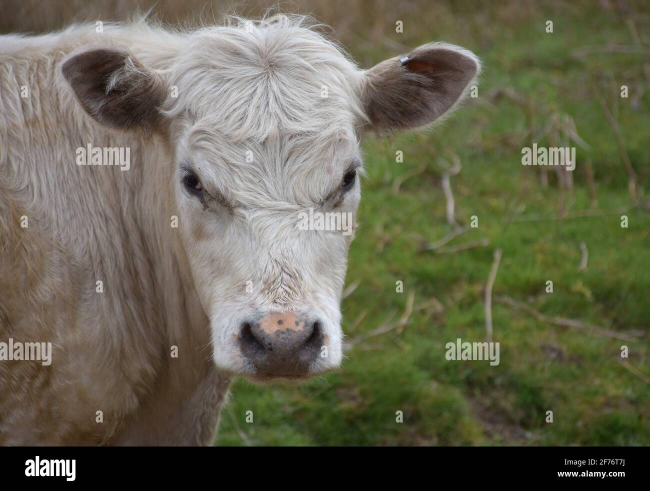 Cream colored cow hi-res stock photography and images - Alamy