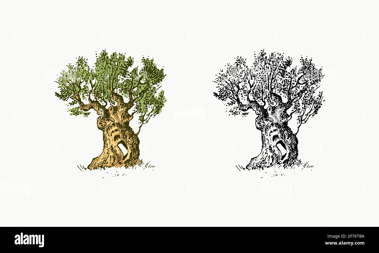 Olive tree in vintage style. The national symbol of Greece. Hand drawn ...