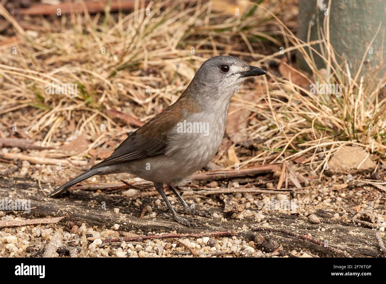 Grey shrikethrushes hi-res stock photography and images - Alamy