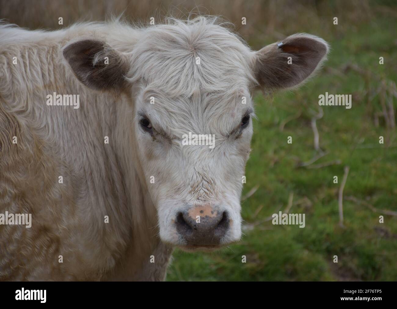 Cream colored cow hi-res stock photography and images - Alamy