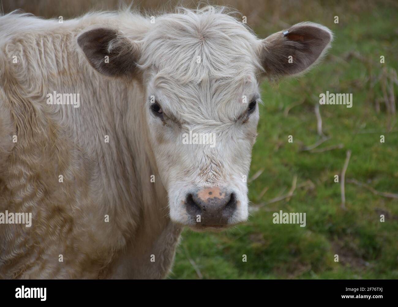 Cream colored calf hi-res stock photography and images - Alamy