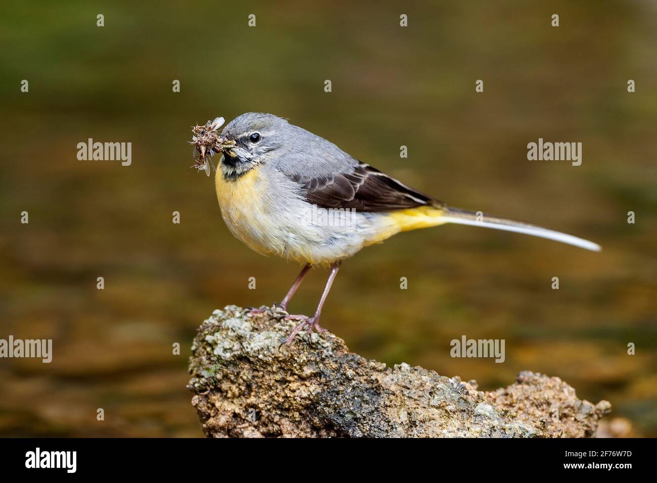 Grey wagtails flying hi-res stock photography and images - Alamy