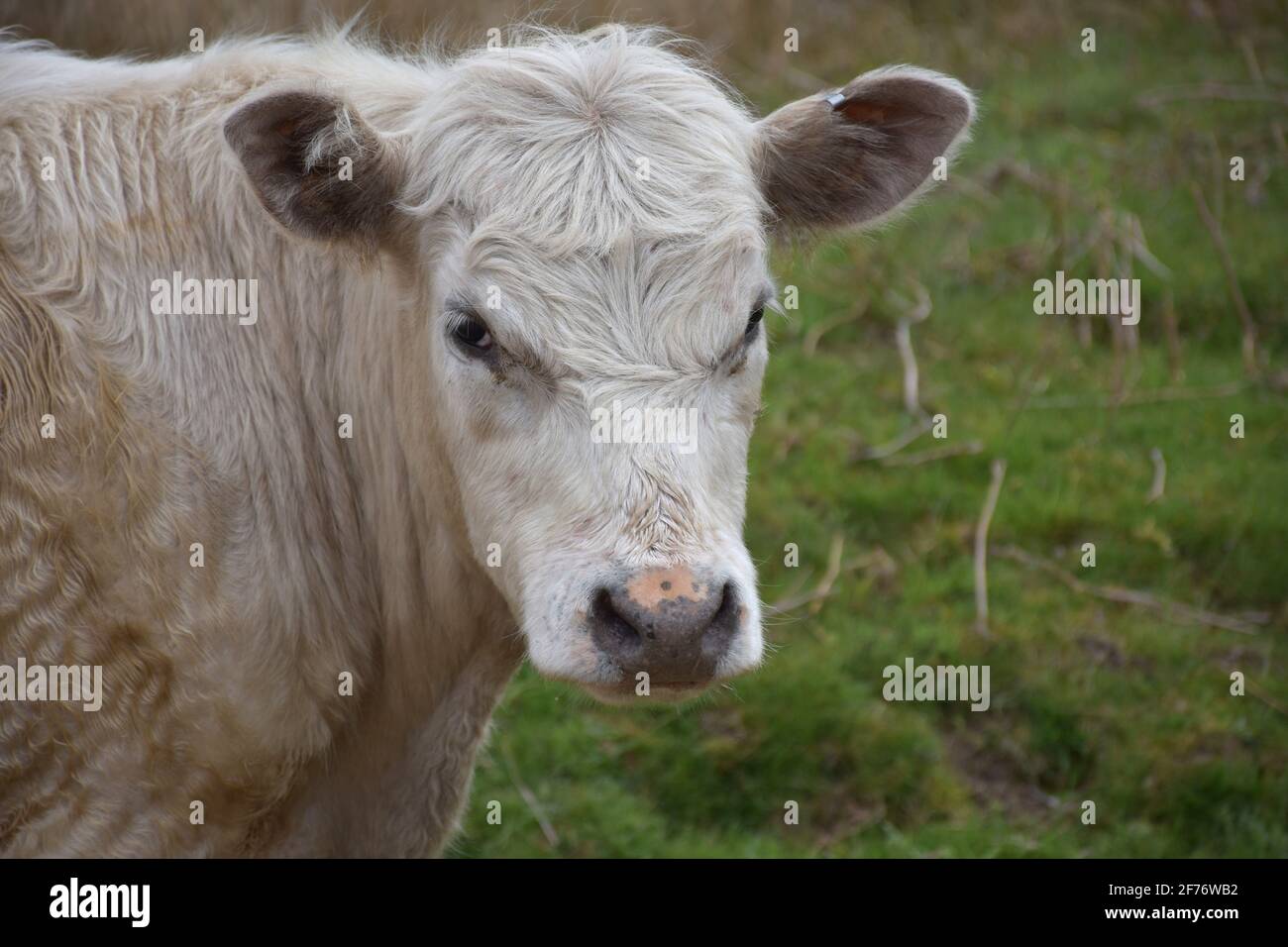 Cream colored calf hi-res stock photography and images - Alamy