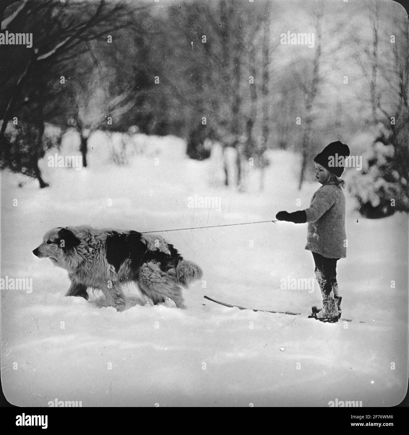 Projection picture. Little girl leaves skis after dog Stock Photo - Alamy