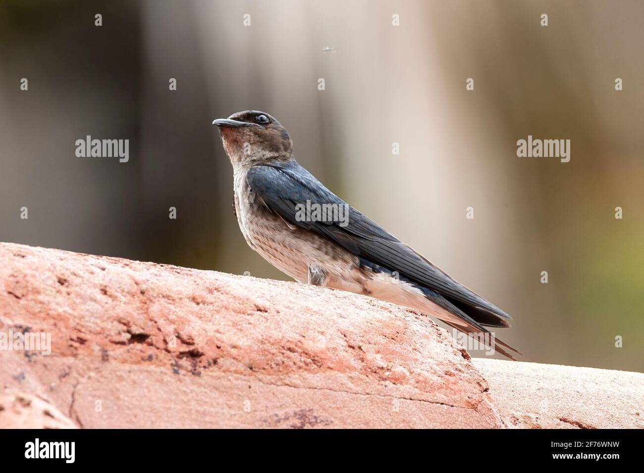 grey-breasted martin, Progne chalybea, single bird perched on rock ...