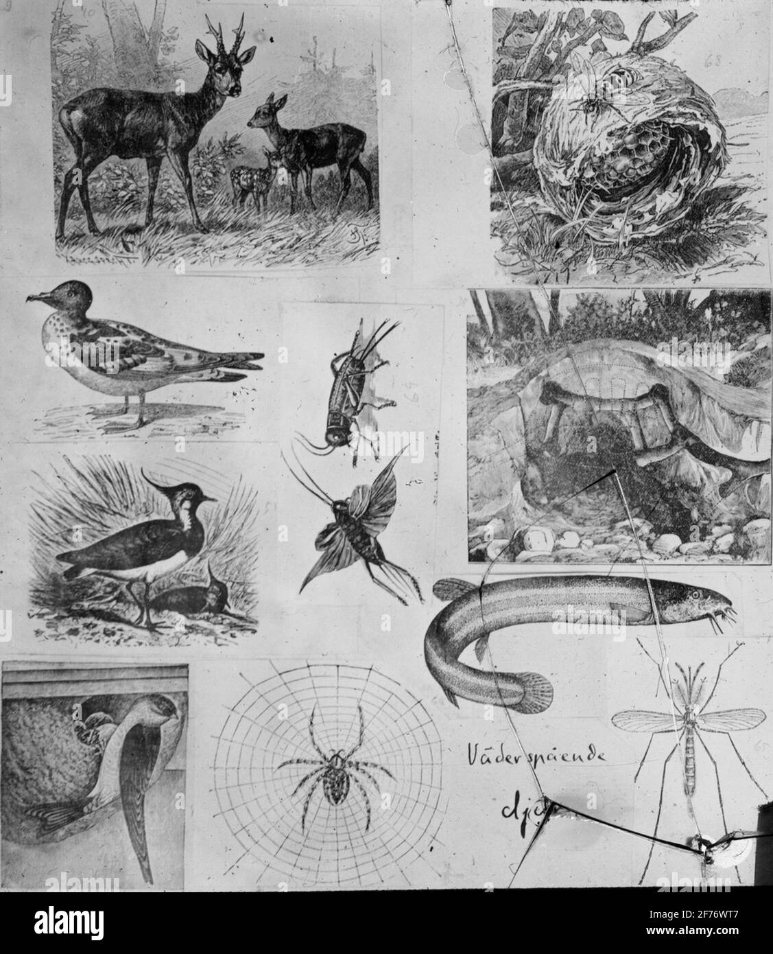 Skiopticone image with motifs on different types of weather phenomena ... Skiopticone image with motifs on different types of weather phenomena ...