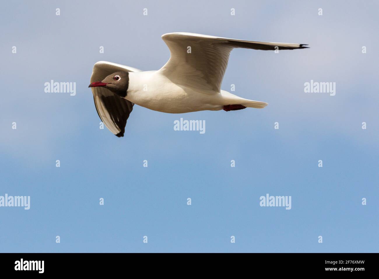 Gull call hi-res stock photography and images - Alamy