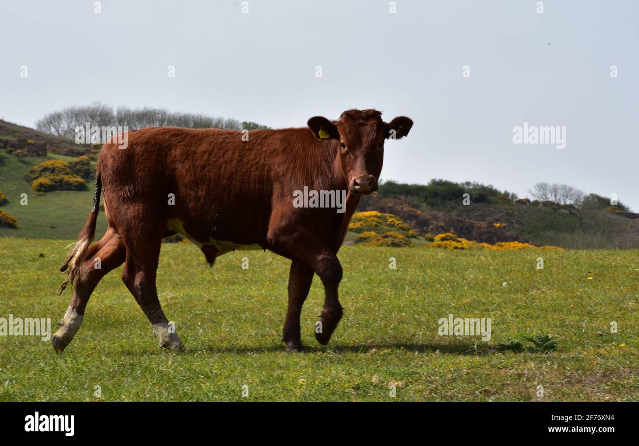 Cow trotting hi-res stock photography and images - Alamy