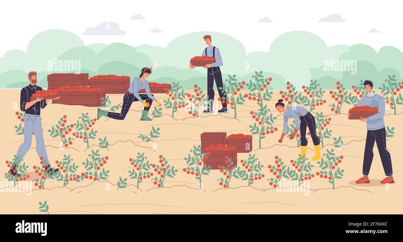 Flat cartoon characters harvesting, vector illustration concept Stock ...