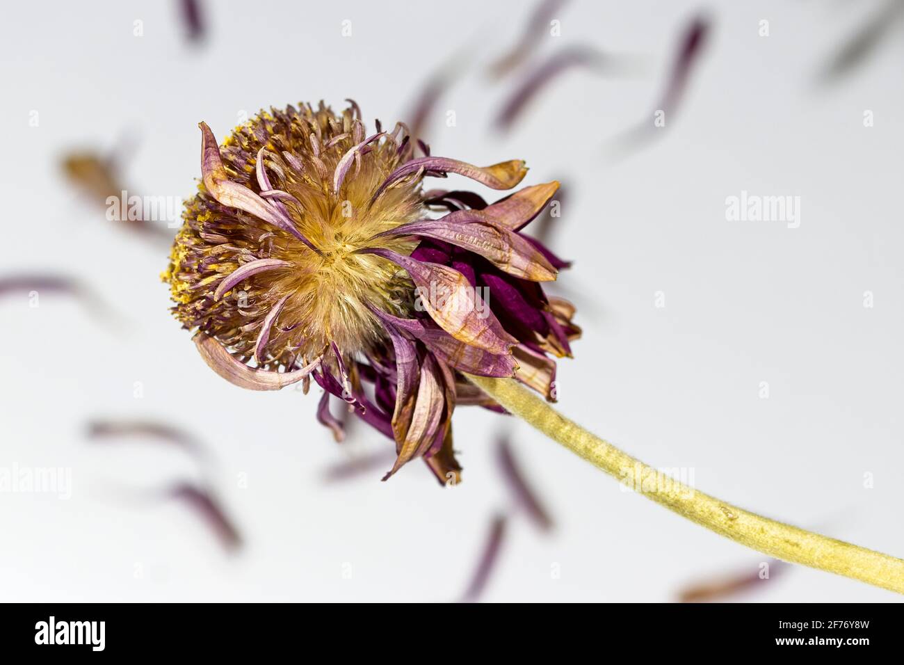 Flower died back hi-res stock photography and images - Alamy