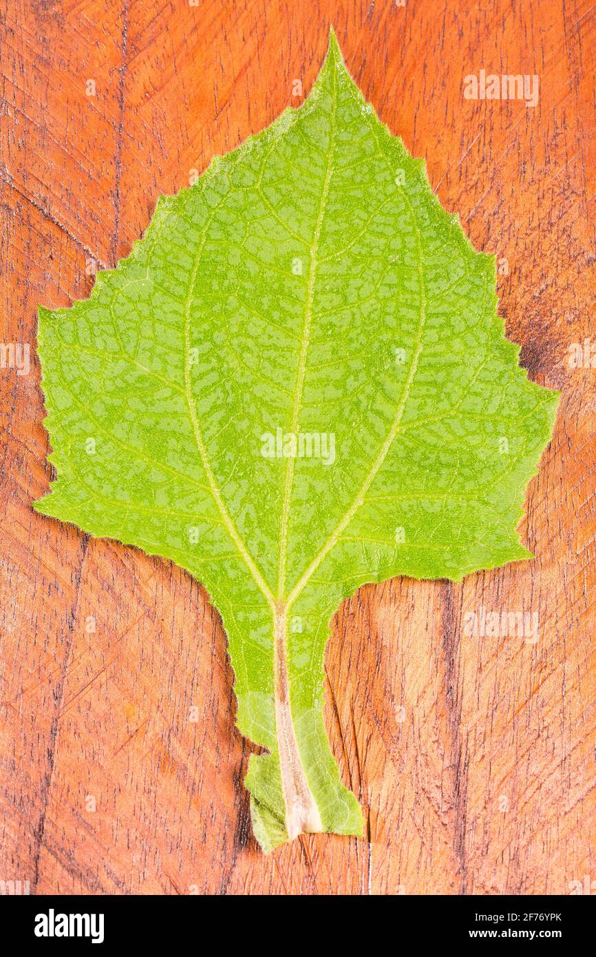 Yacon organic leaf - Smallanthus sonchifolius. Wooden background Stock ...