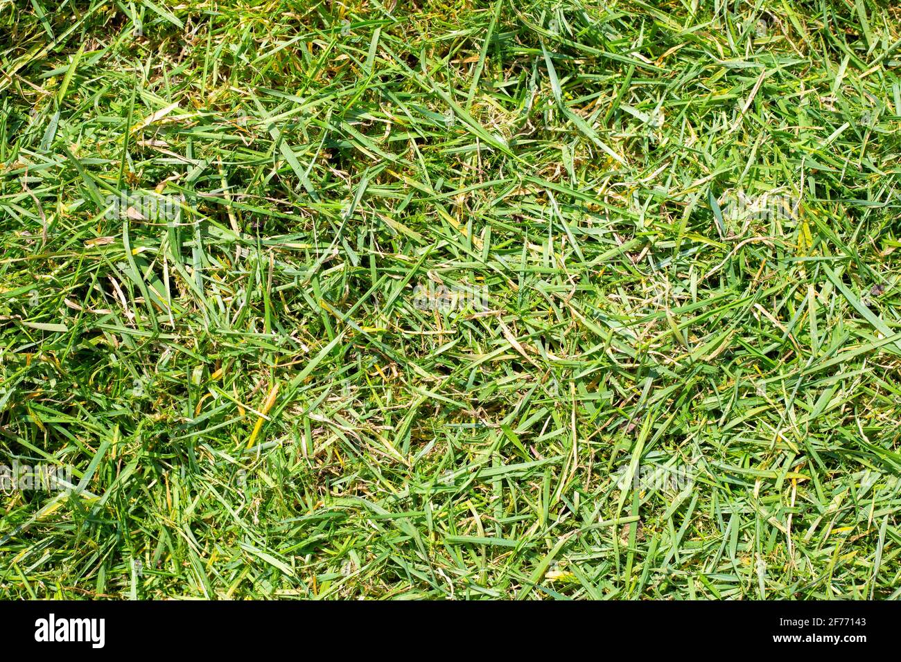 Maintaining grass hi-res stock photography and images - Alamy
