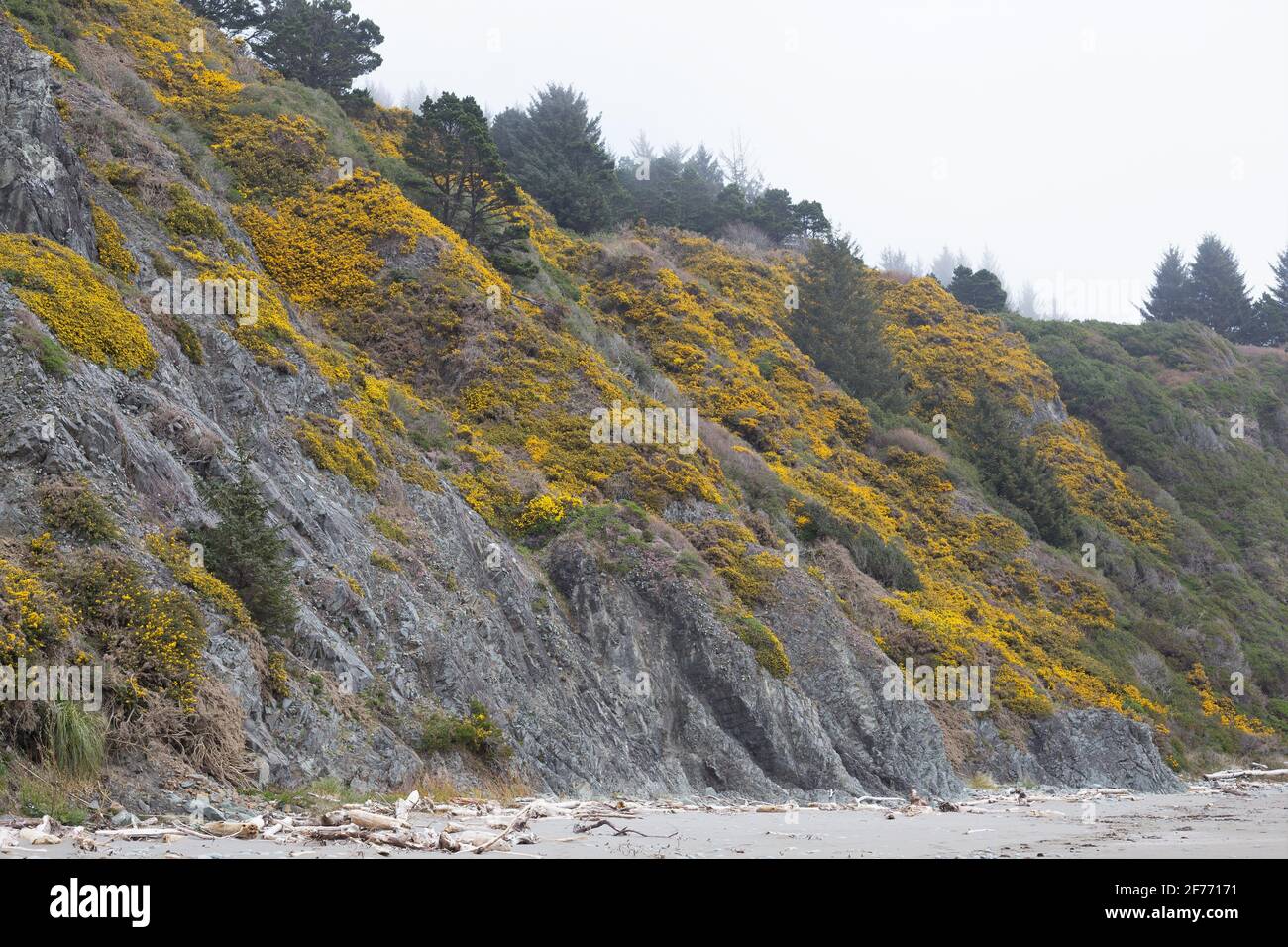 Us invasive plant hi-res stock photography and images - Alamy