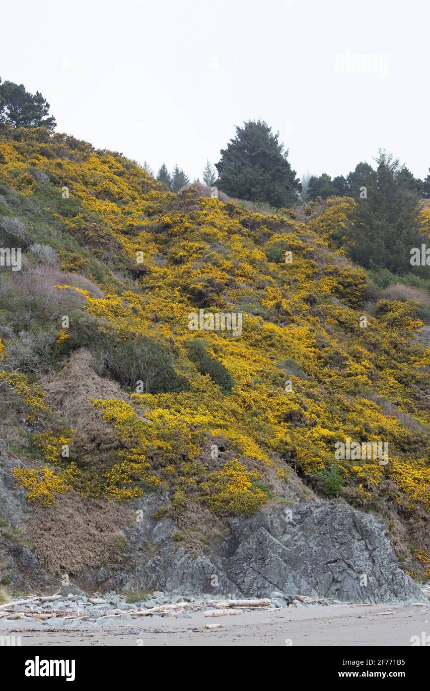 Gorse, an invasive plant, blankets a hillside at Lone Ranch Beach in ...