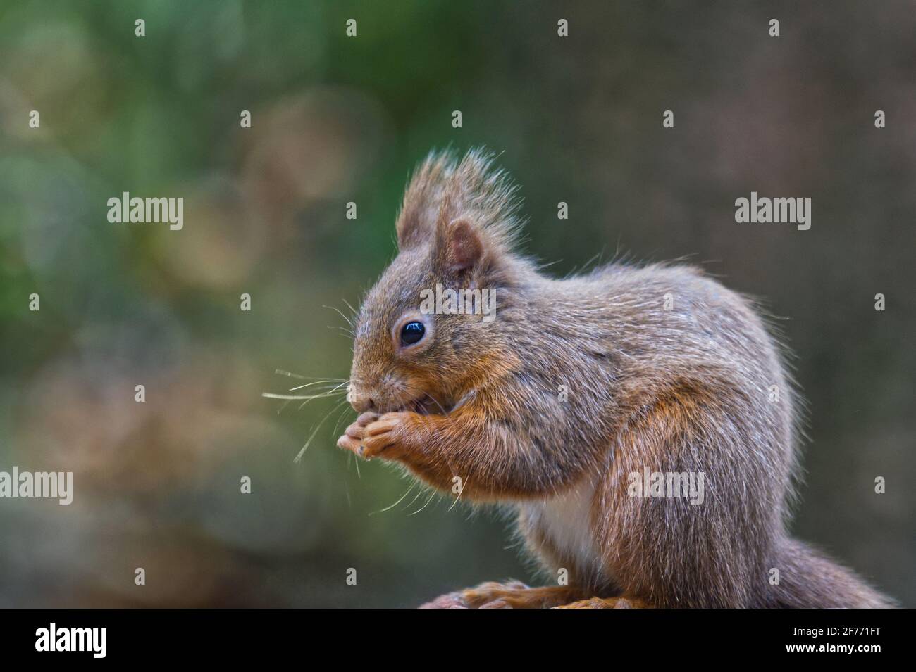 Two squirrels climbing hi-res stock photography and images - Alamy
