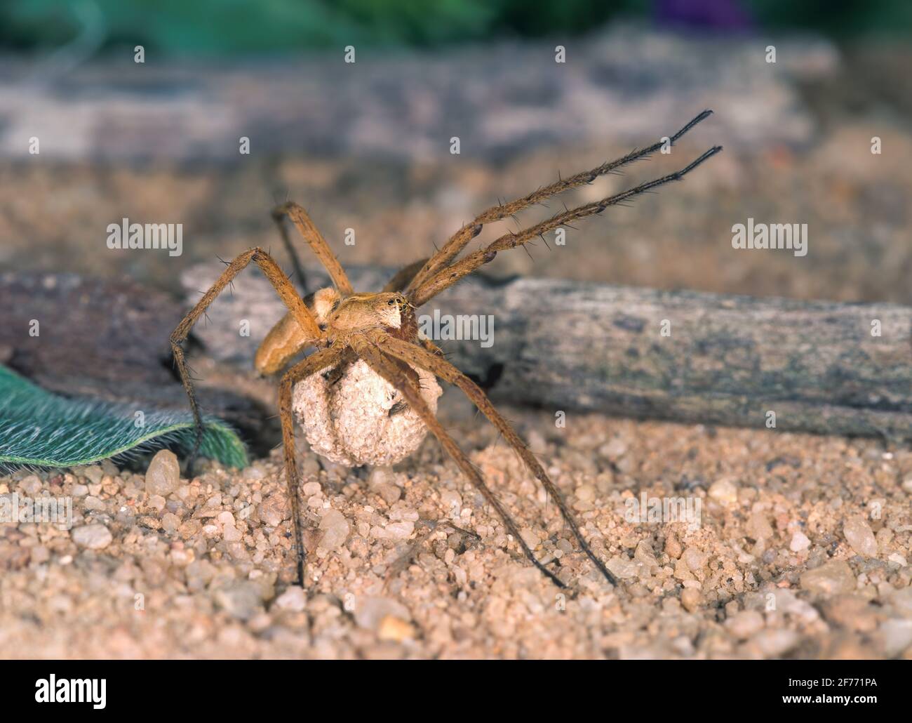 Spider Egg Cocoon High Resolution Stock Photography and Images - Alamy