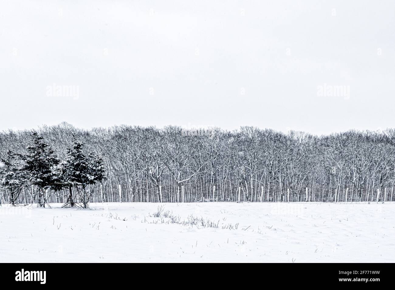 Snow covered tree line and forest along the edge of farm land Stock ...