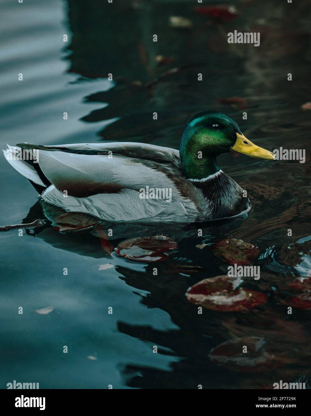 Animalsculpture High Resolution Stock Photography and Images - Alamy