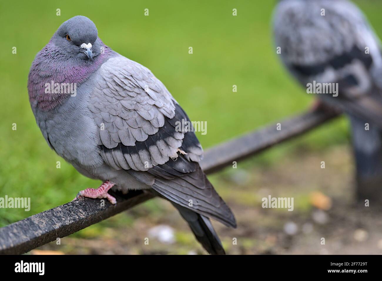 Beautiful closeup view of common city feral pigeon (Columbidae) head ...