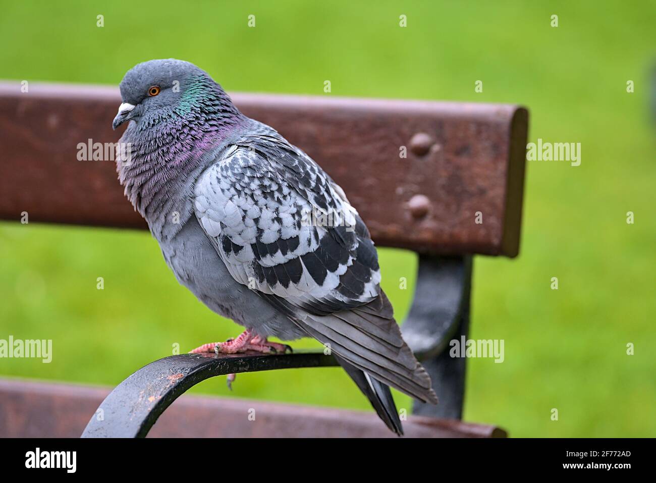 Beautiful closeup view of common city feral pigeon (Columbidae) sitting ...