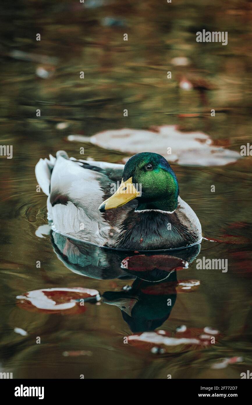 The duck and drake london hi-res stock photography and images - Alamy