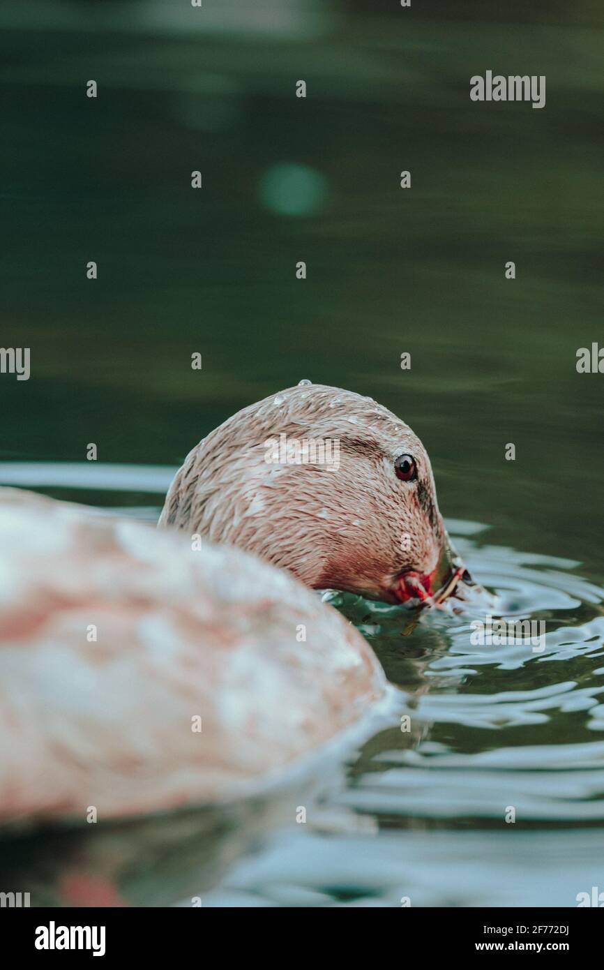 The duck and drake london hi-res stock photography and images - Alamy