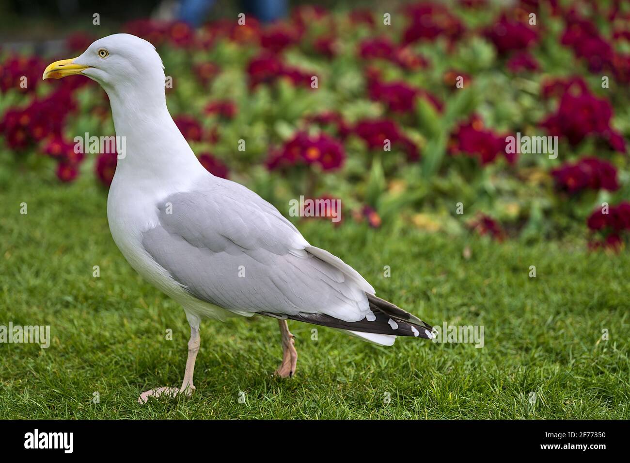 Common city and town wildlife species hi-res stock photography and ...