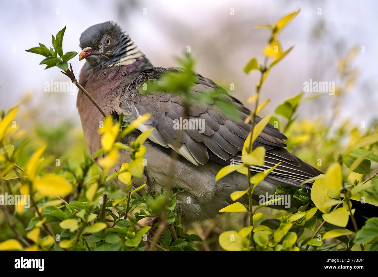 Beautiful closeup view of poor common city feral pigeon (Columbidae ...