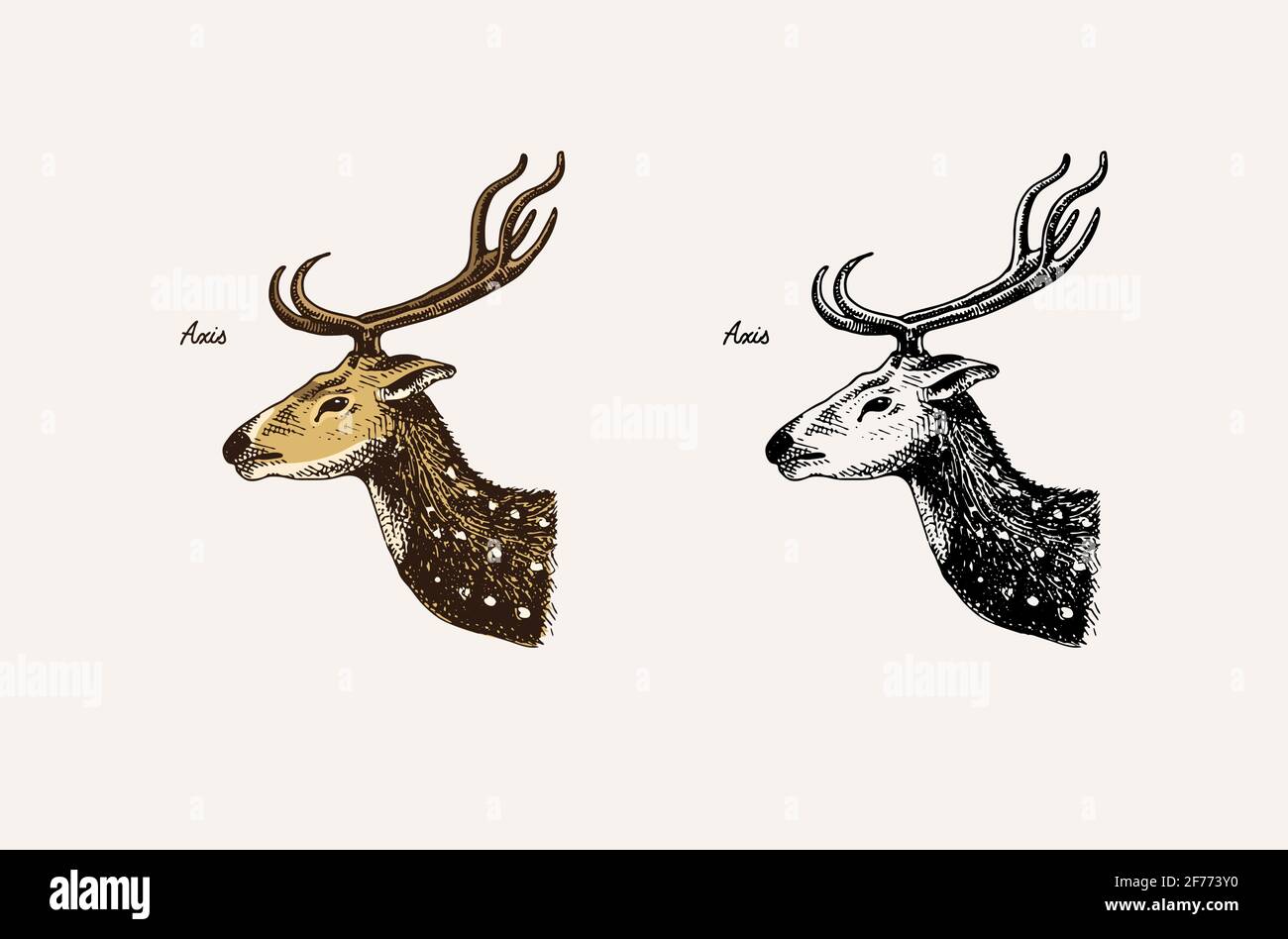 Horn and antlers Animals. Impala, gazelle and greater kudu, fallow deer ...