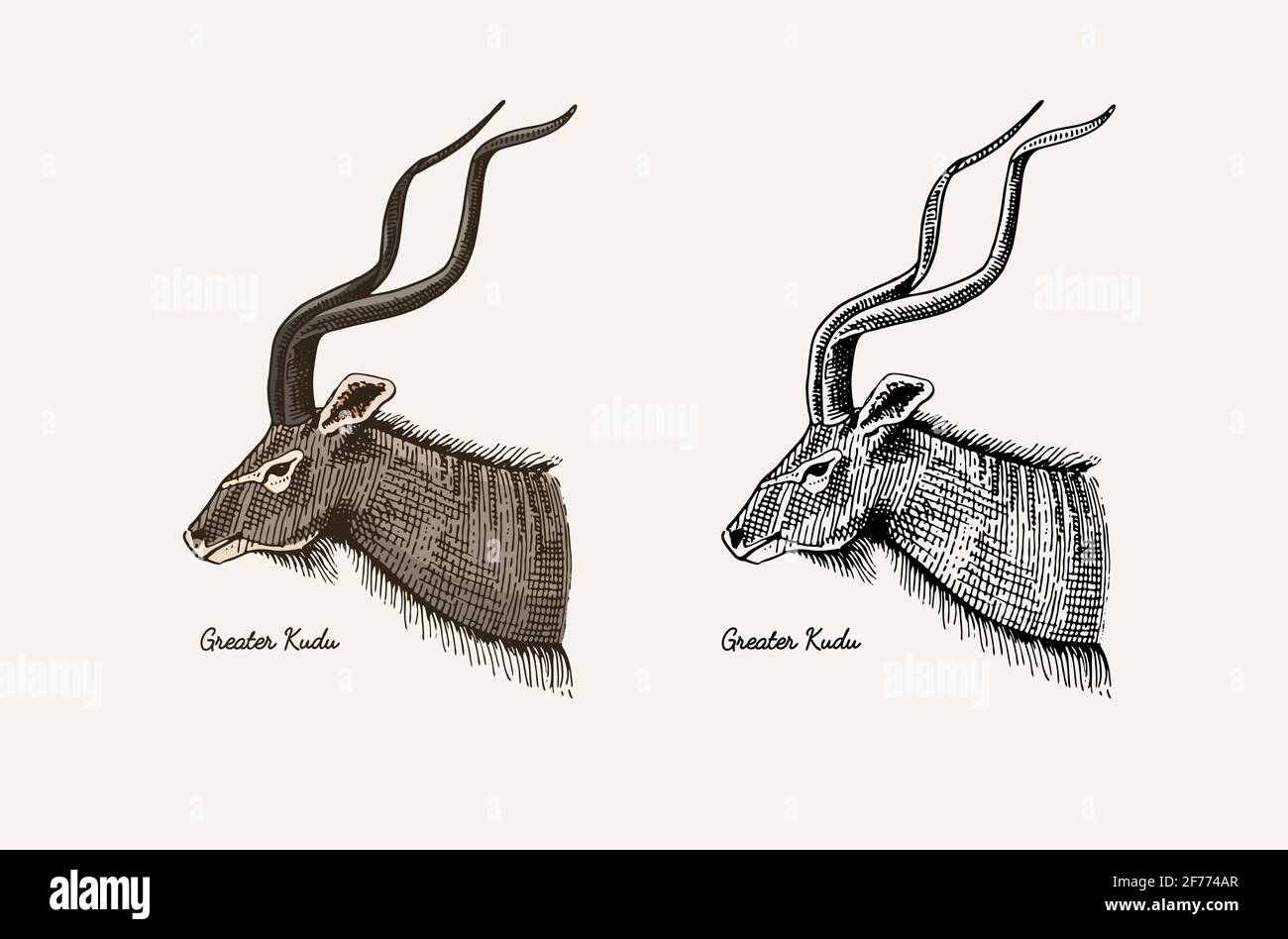 Horn and antlers Animals. Impala, gazelle and greater kudu, fallow deer ...