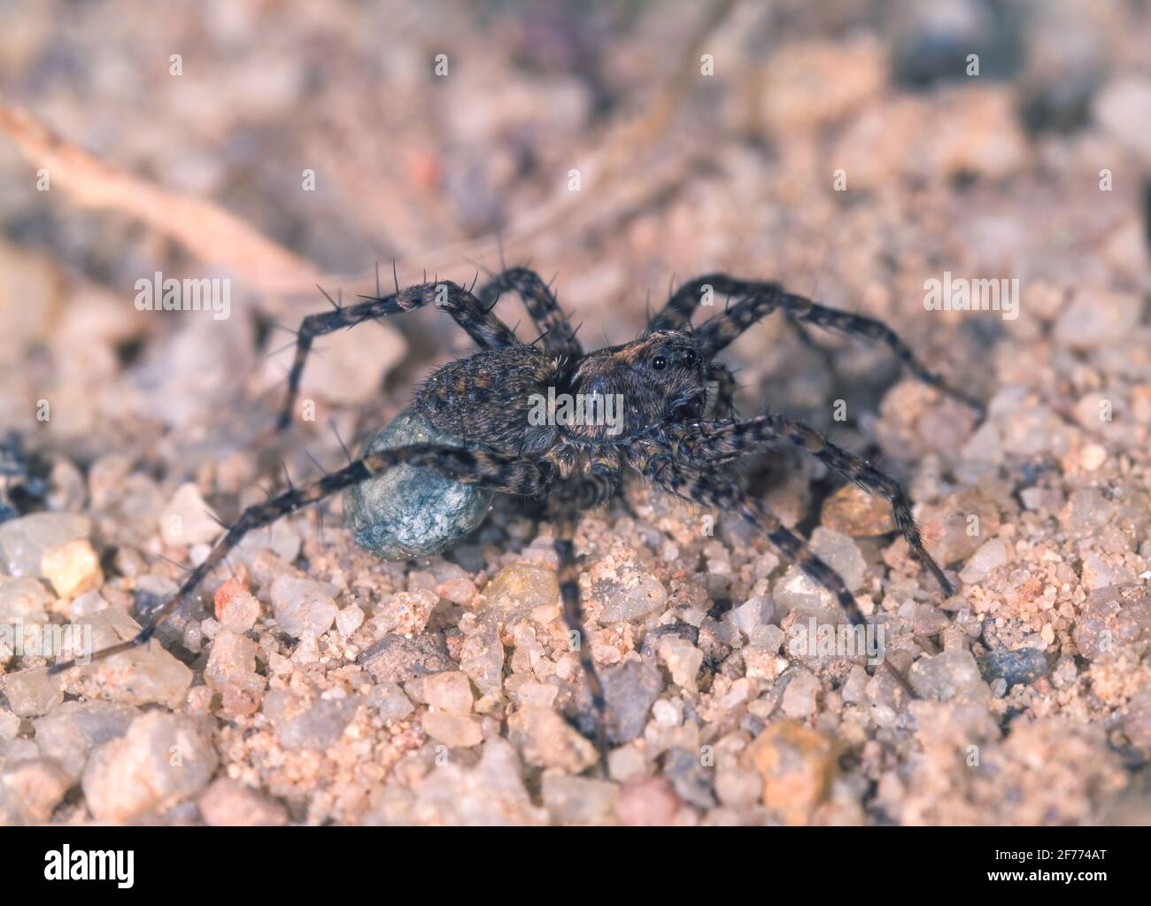 Spiders Mating High Resolution Stock Photography and Images - Alamy