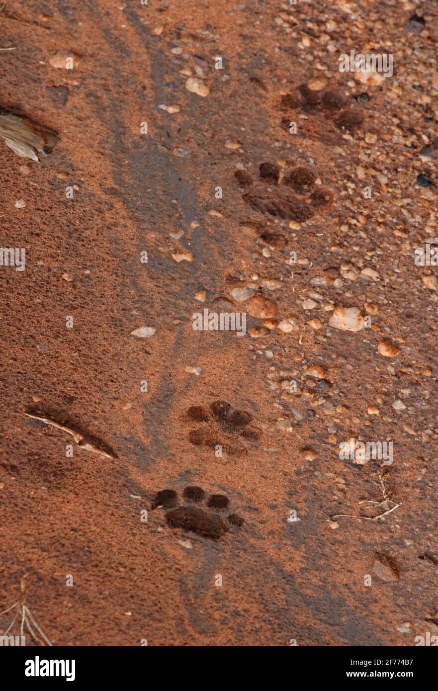 Leopard on track hi-res stock photography and images - Alamy