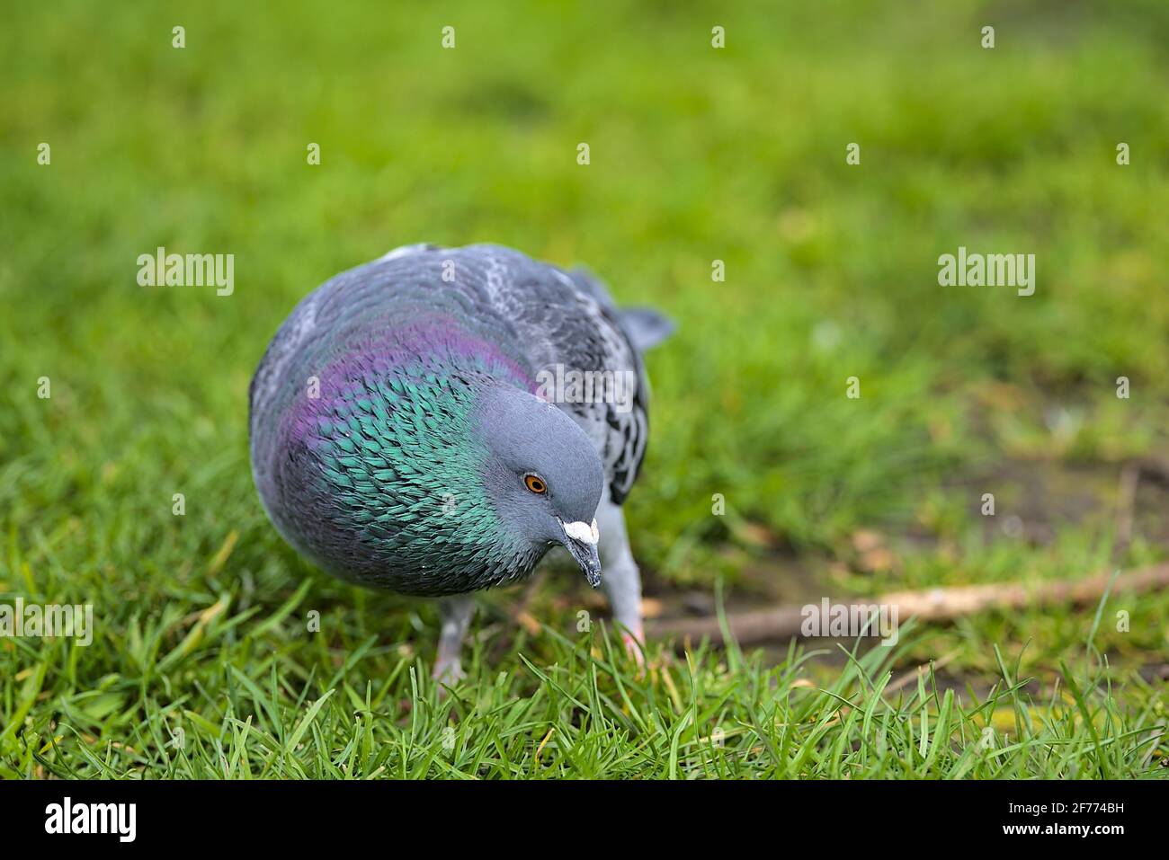 Beautiful closeup view of common city feral pigeon (Columbidae) looking ...