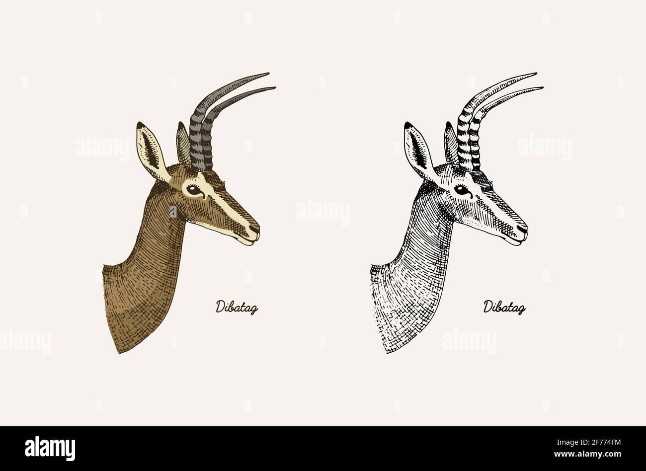 Horn and antlers Animals. Impala, gazelle and greater kudu, fallow deer ...