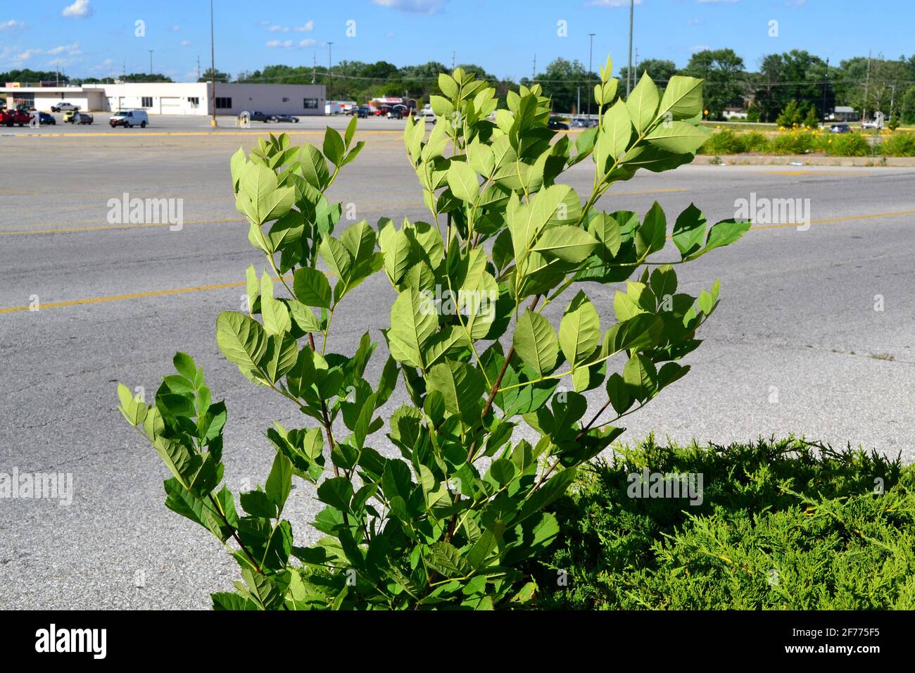 Green leaves blowing hi-res stock photography and images - Alamy