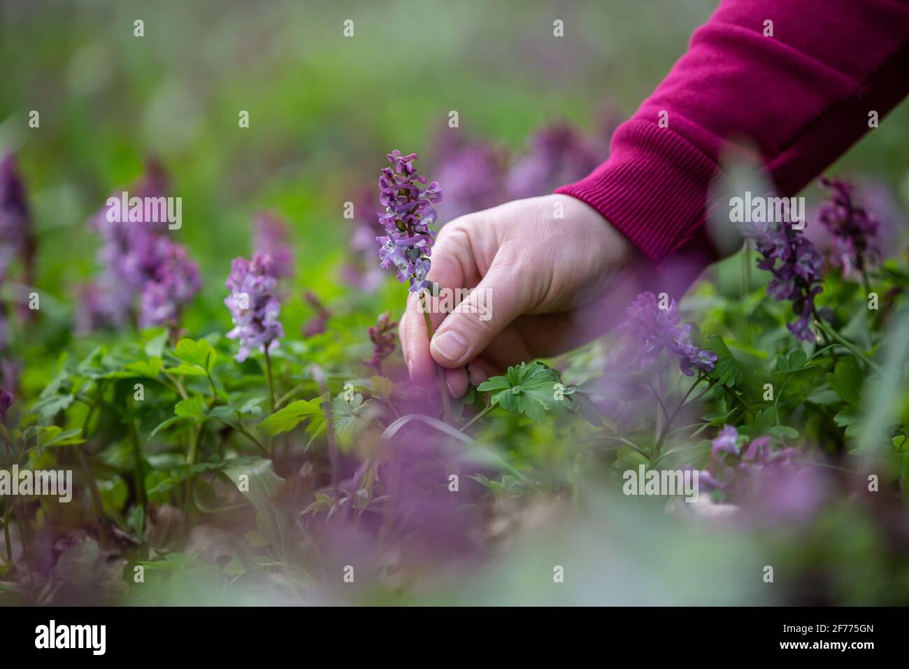 Woman hand picking up or harvesting very rare flowers in the national ...