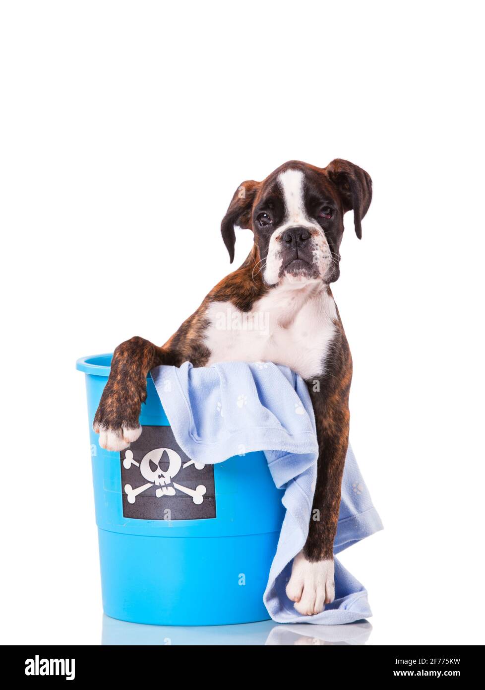 Boxer dog inside a bucket Stock Photo - Alamy