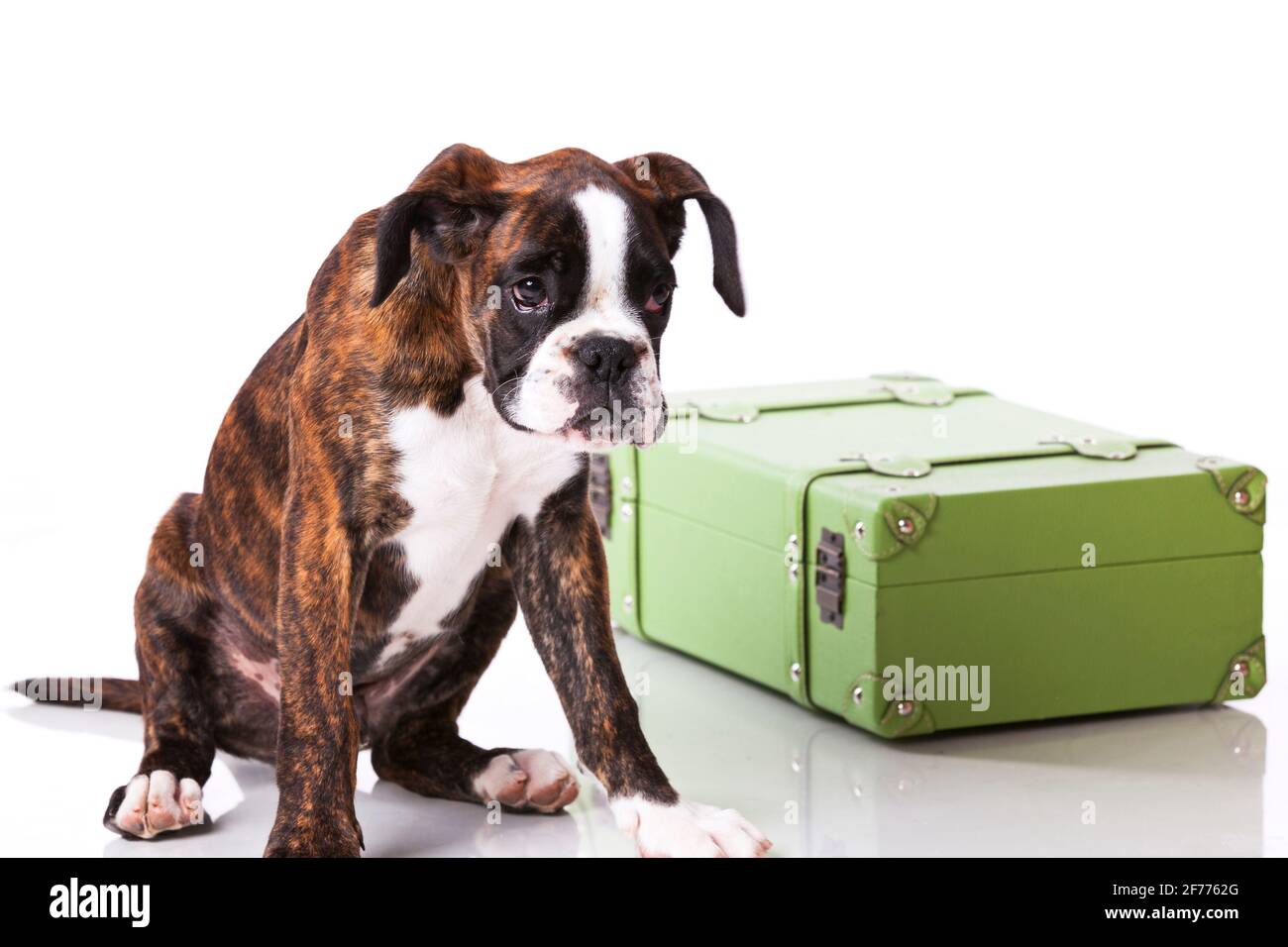 Packing suitcase funny hi-res stock photography and images - Alamy