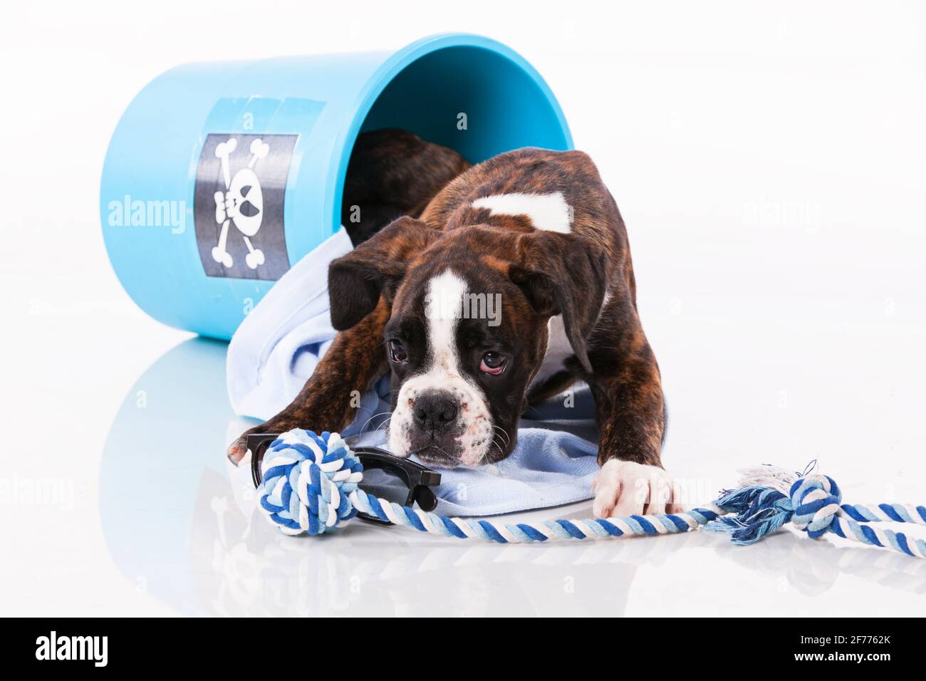 Boxer dog inside a bucket Stock Photo - Alamy