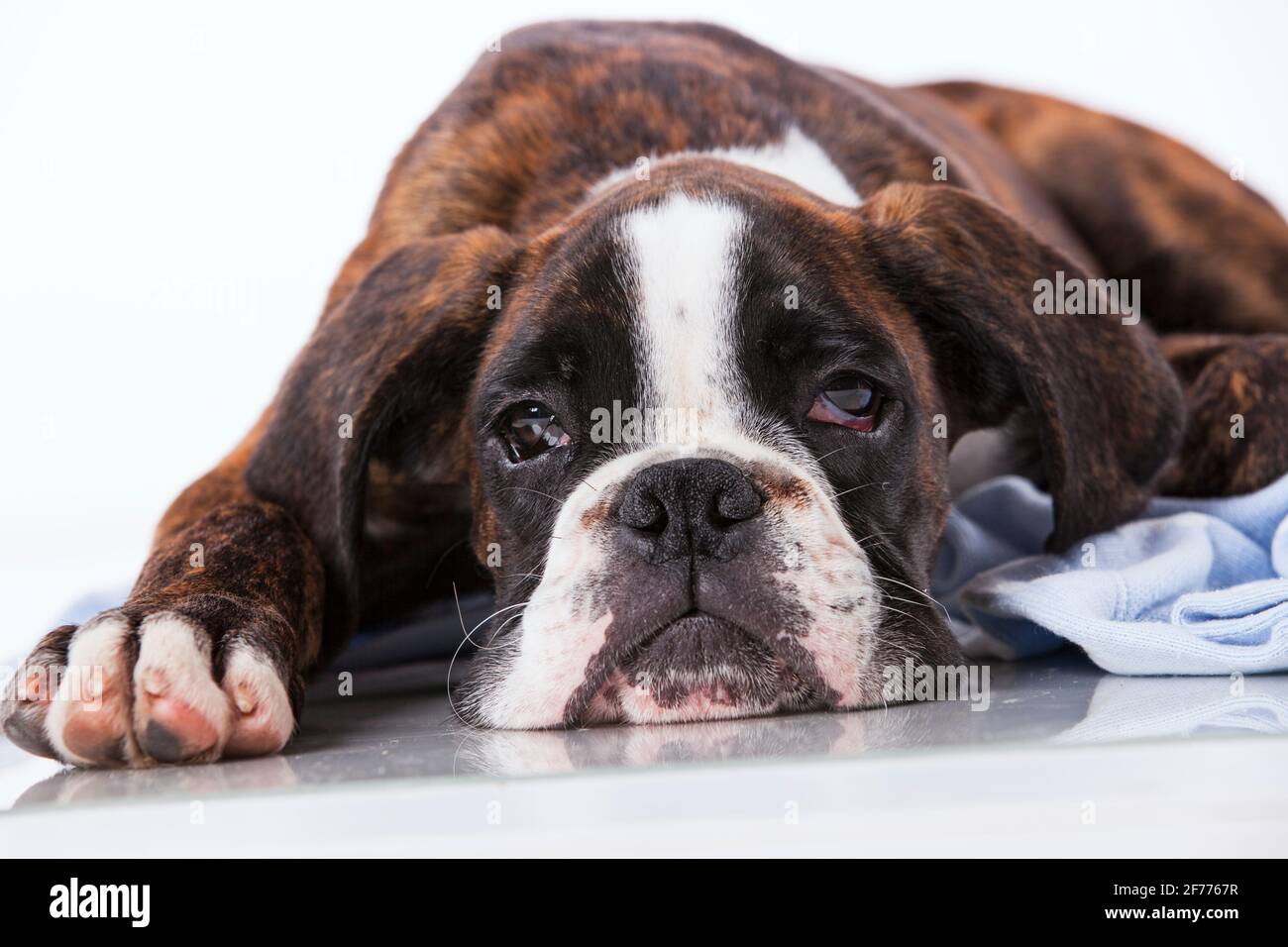 Boxer dog in a blanket at studio Stock Photo - Alamy