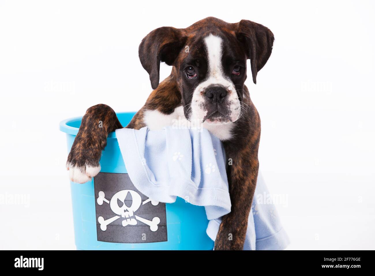 Boxer dog inside a bucket Stock Photo - Alamy