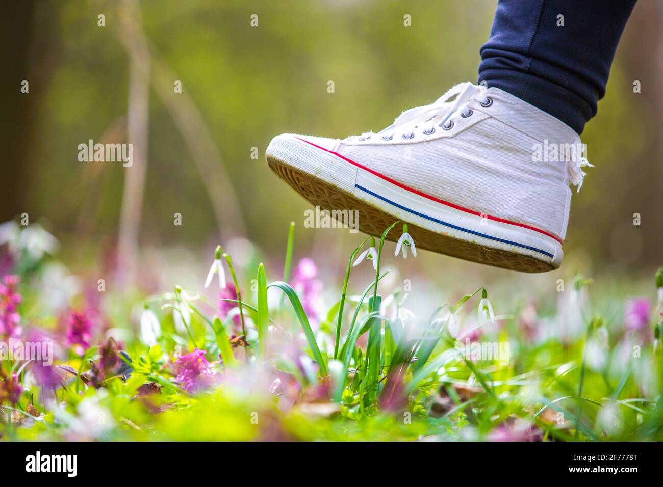 The foot of a woman shoes steps on a rare flowers in national park ...