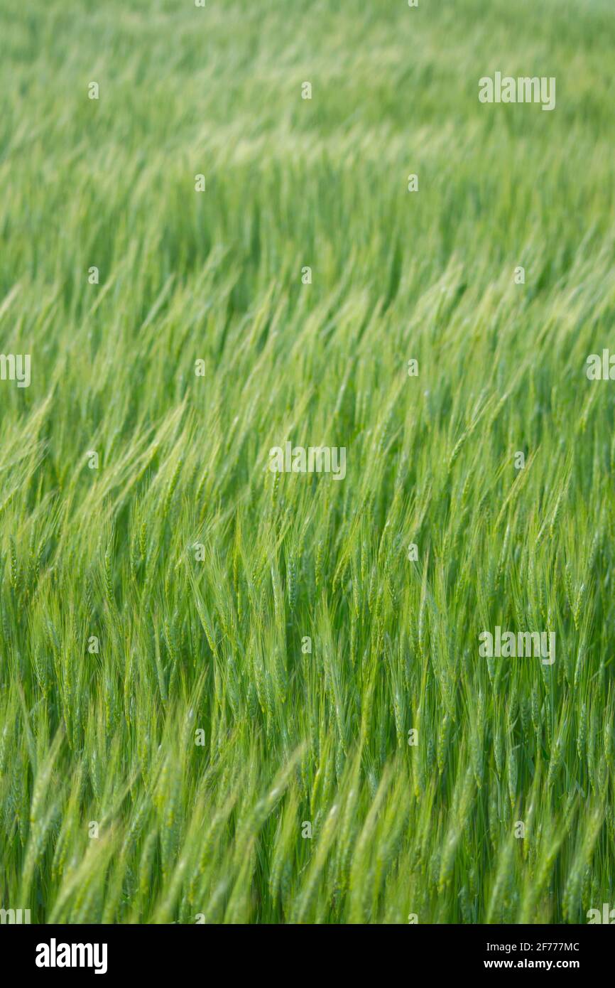 India green hi-res stock photography and images - Alamy