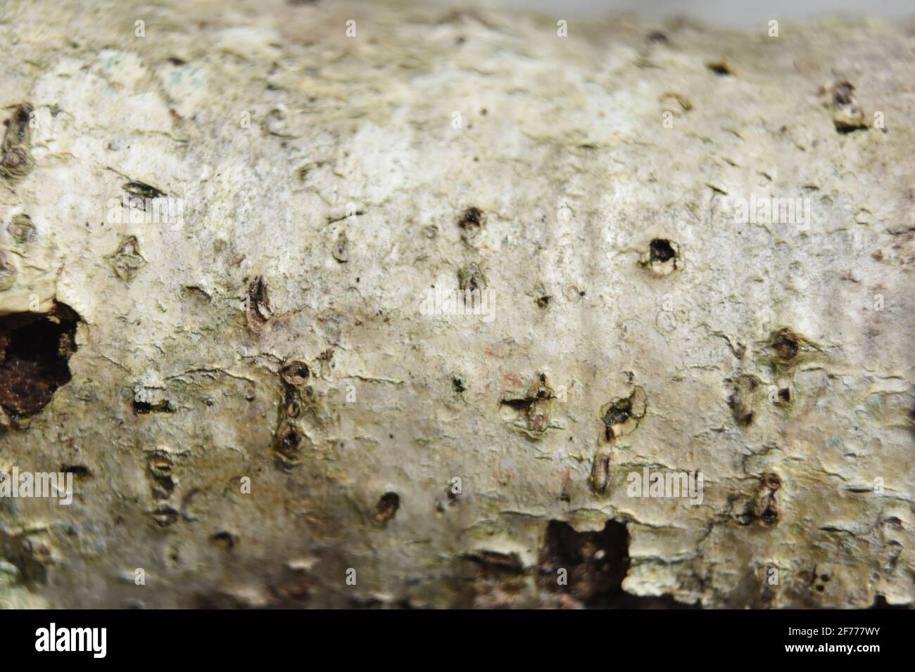 Fantastic up close macro look at birch bark Stock Photo - Alamy